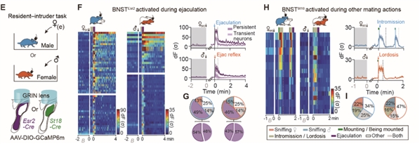 最新！科学家揭示性经验如何长期改变大脑内部状态—新闻—科学网