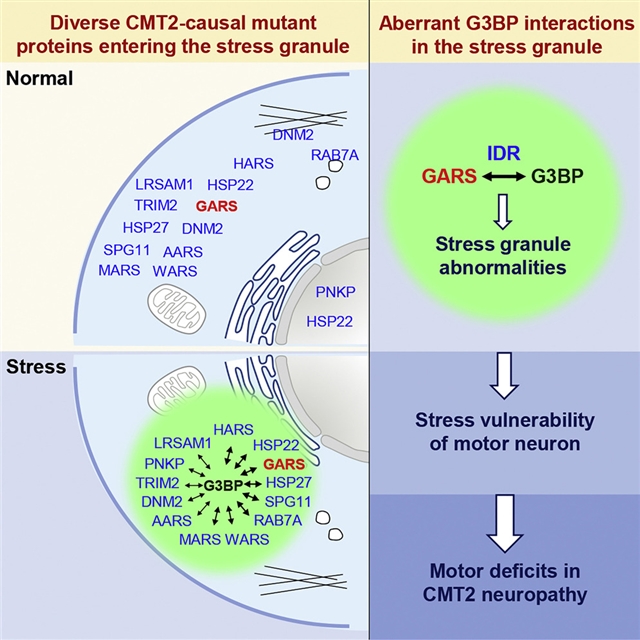 不同的CMT2神经病与应激颗粒中异常的G3BP相互作用有关—小柯机器人—科学网
