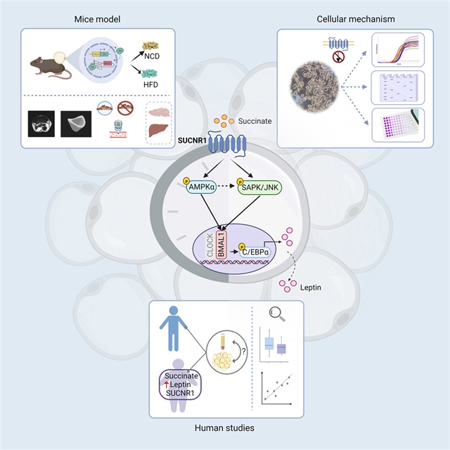 脂肪细胞中的SUCNR1信号通过调控昼夜钟和瘦素的表达控制能量代谢—小柯机器人—科学网
