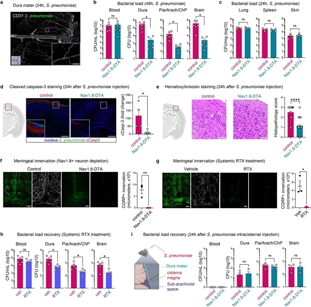细菌劫持脑膜神经免疫轴来促进大脑入侵—小柯机器人—科学网