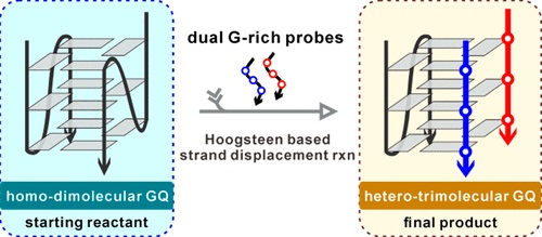 双分子G-Quadruplex与双G-Rich探针的自发Hoogsteen配对链置换反应转化为三分子G-Quadruplex—小柯机器人—科学网
